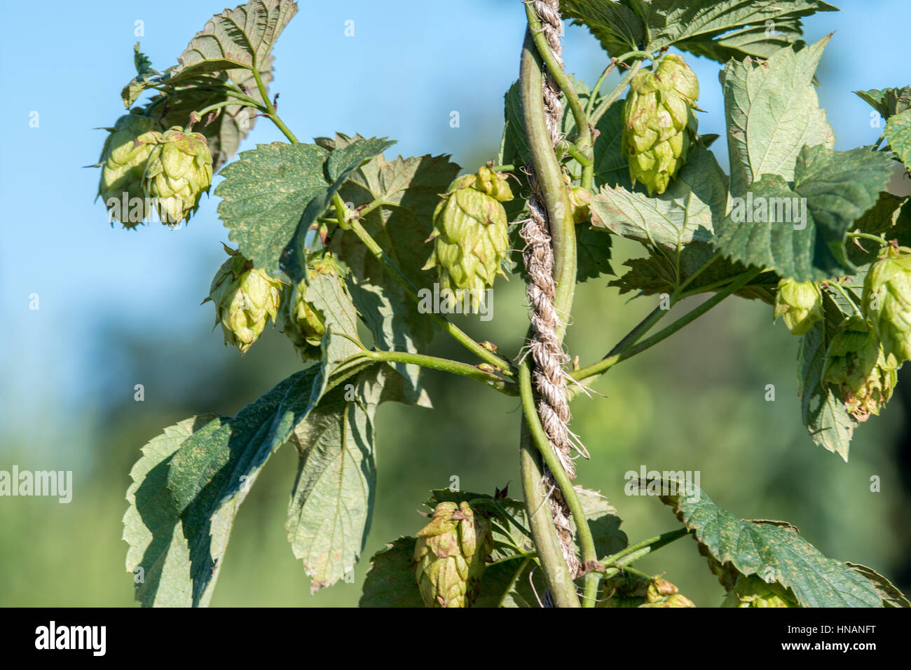A cluster of hop, Humulus lupulus, flowers on a vine Stock Photo - Alamy