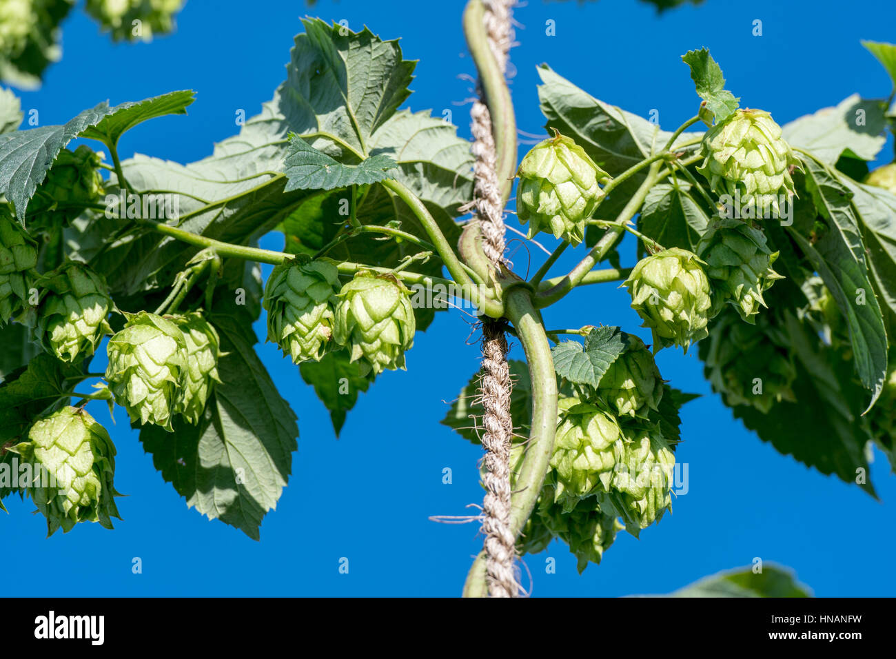 A cluster of hop, Humulus lupulus, flowers on a vine Stock Photo - Alamy