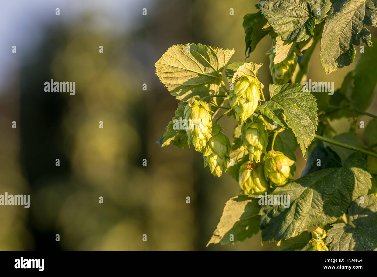 A cluster of hop, Humulus lupulus, flowers on a vine Stock Photo - Alamy
