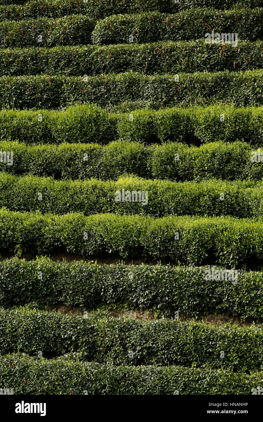 Tea plants and plantations near Longjing, Hangzhou, China Stock Photo ...