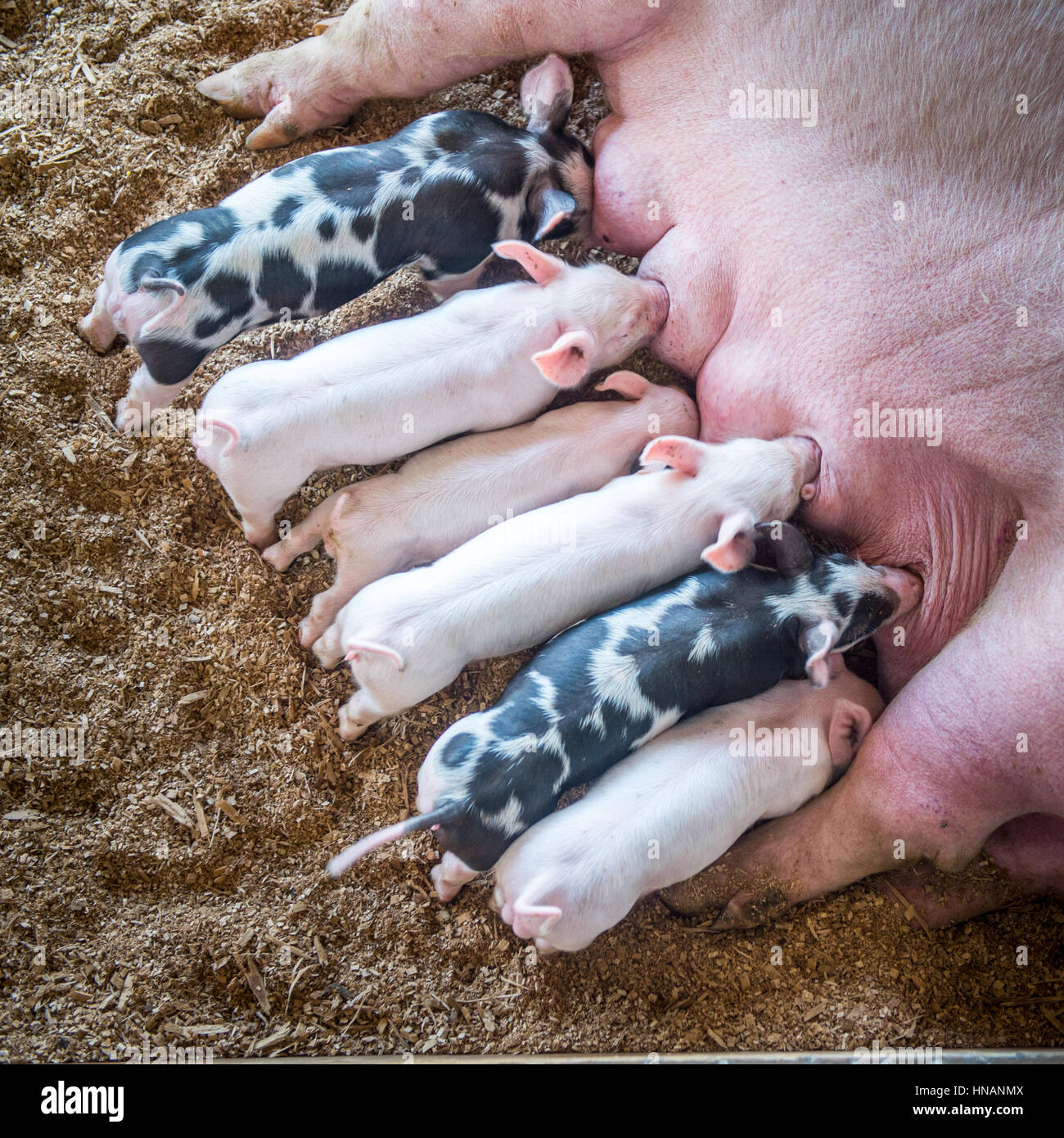 Timonium, Maryland - piglets feeding from their mother pig at the 2016 ...