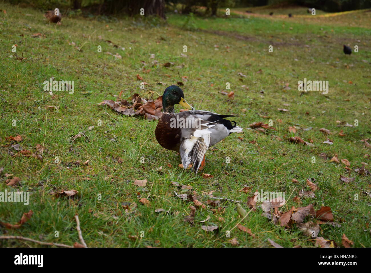 A survivor duck nursed in the park, living in the half frozen lake and ...