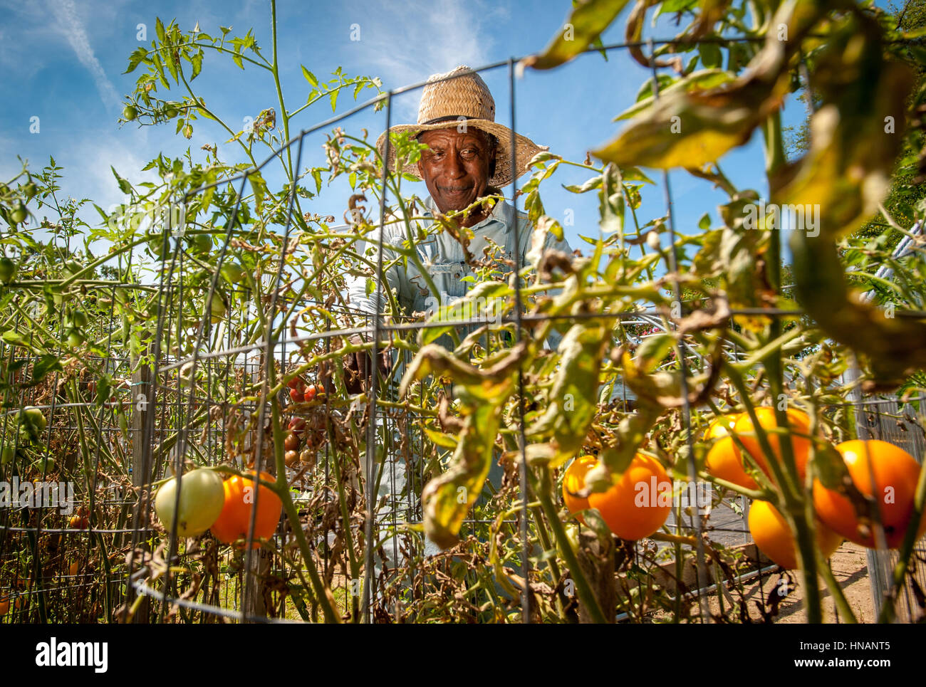 An African American farmer picks through some tomatoes in an urban ...