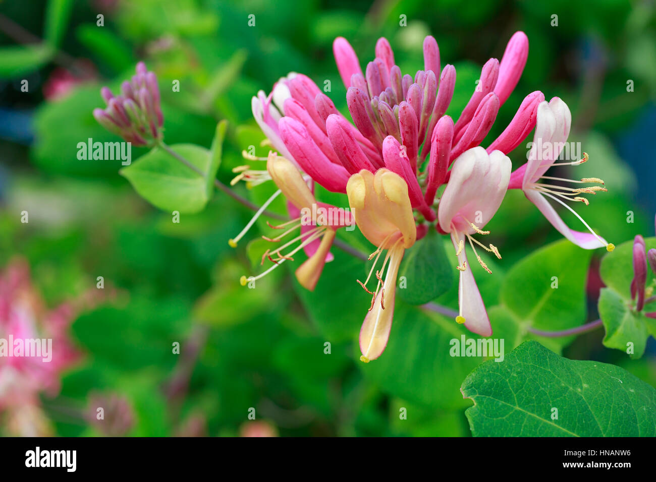 Honeysuckle vine growing in the home garden Stock Photo - Alamy