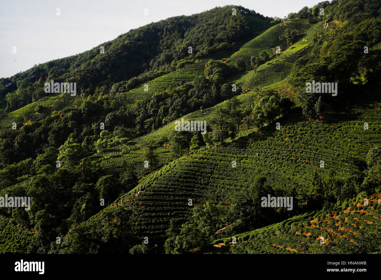 Tea plants and plantations near Longjing, Hangzhou, China Stock Photo ...