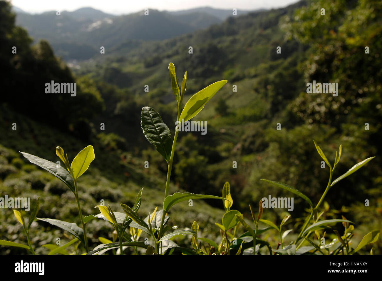 Tea plants and plantations near Longjing, Hangzhou, China Stock Photo ...
