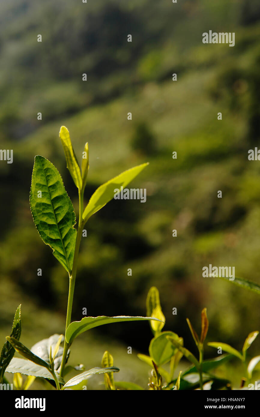 Hangzhou tea harvest hi-res stock photography and images - Alamy