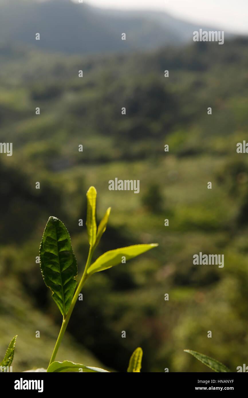 Tea plants and plantations near Longjing, Hangzhou, China Stock Photo ...