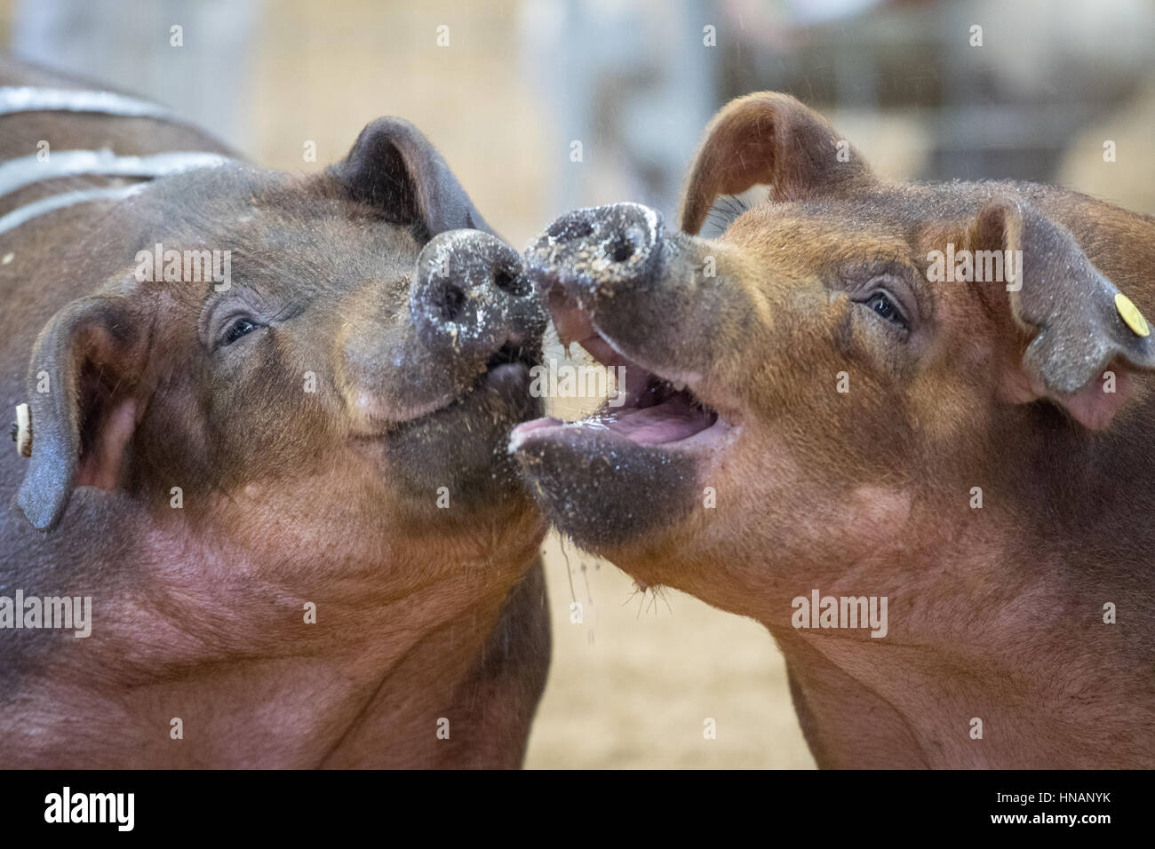 Pigs are judged in a contest at the Maryland state fair Stock Photo - Alamy