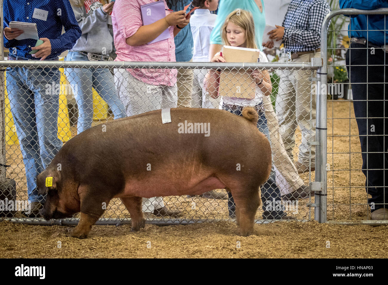Pig contest state fair hi-res stock photography and images - Alamy