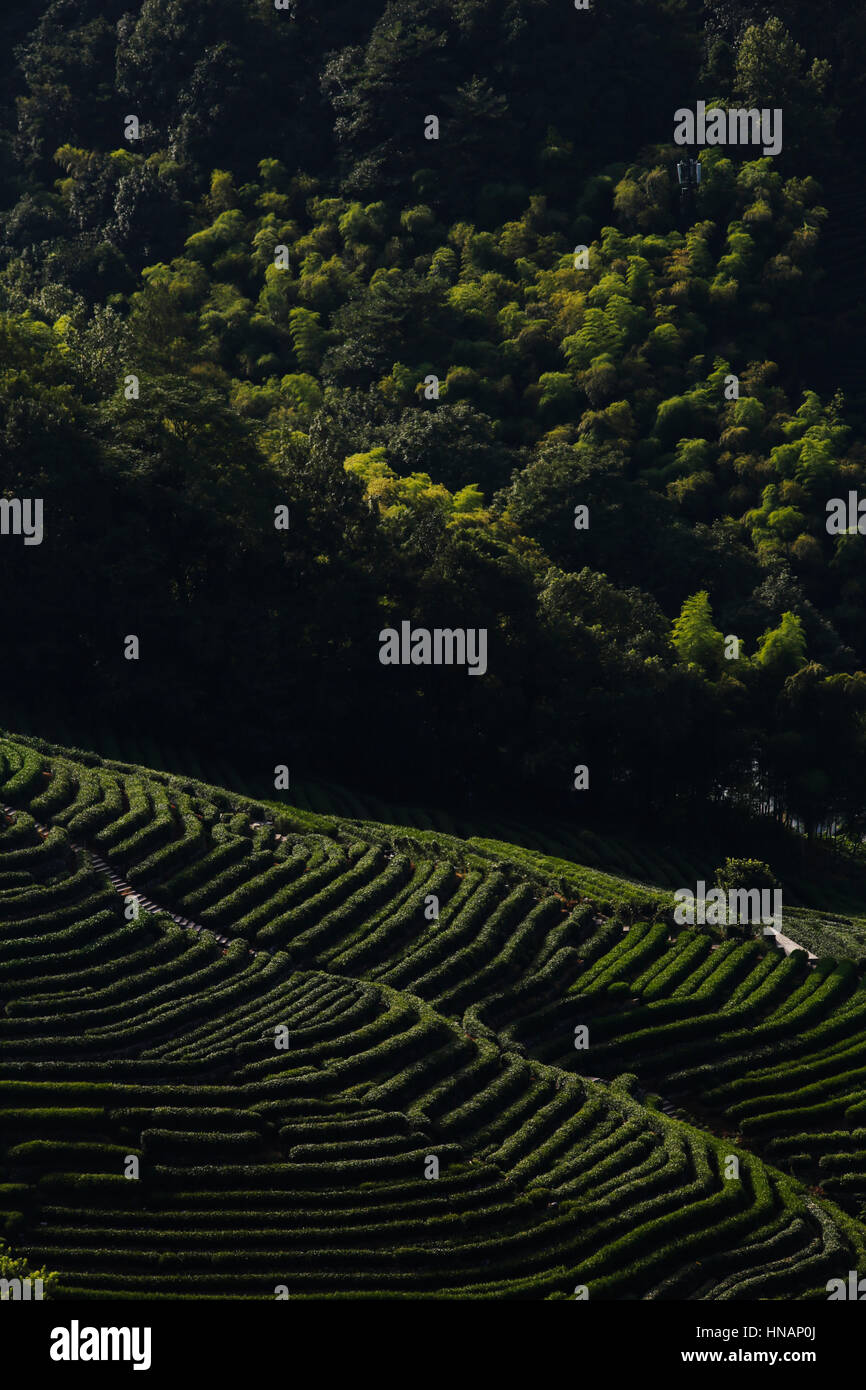 Tea plants and plantations near Longjing, Hangzhou, China Stock Photo ...