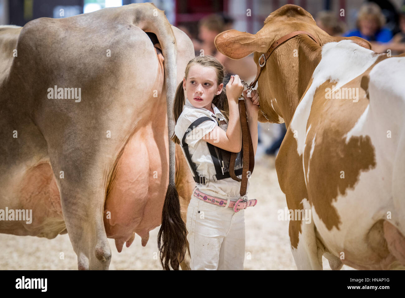 A little girl stands with a cow while awaiting placement during a ...