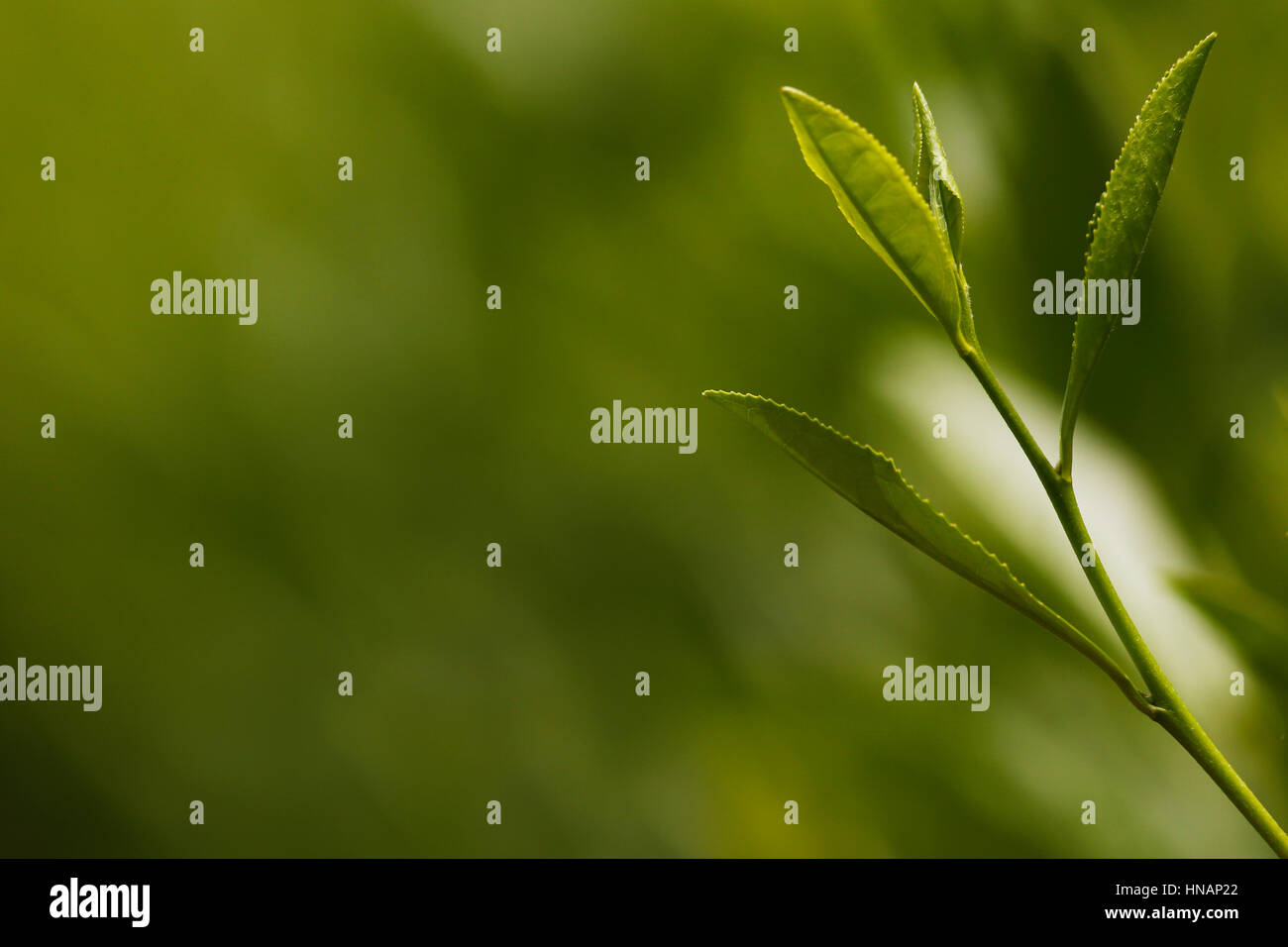 Tea plants and plantations near Longjing, Hangzhou, China Stock Photo ...