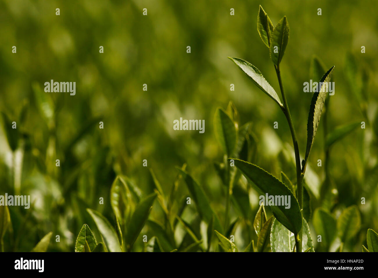 Hangzhou tea harvest hi-res stock photography and images - Alamy