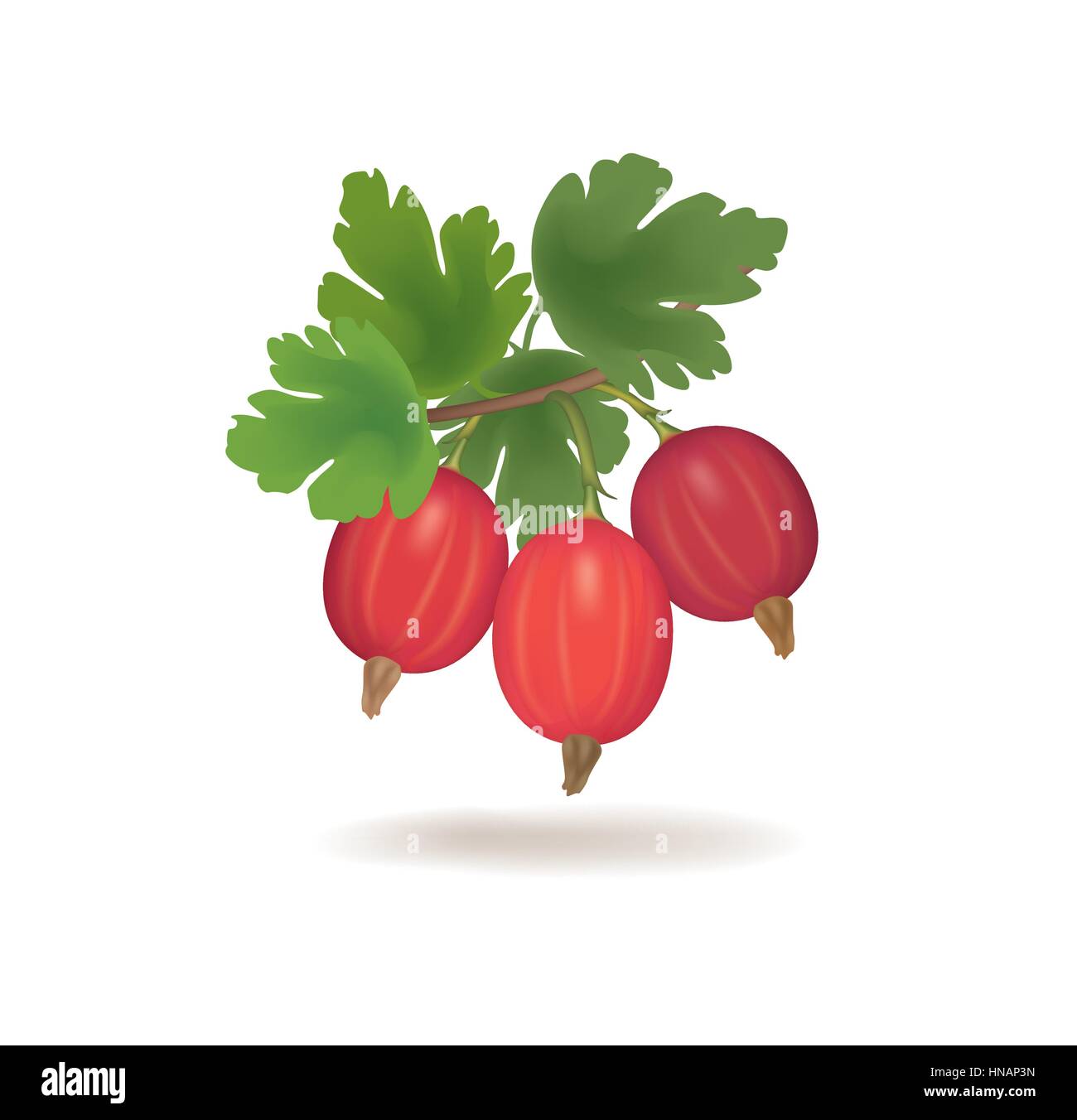 Red banch Stock Vector Images - Alamy