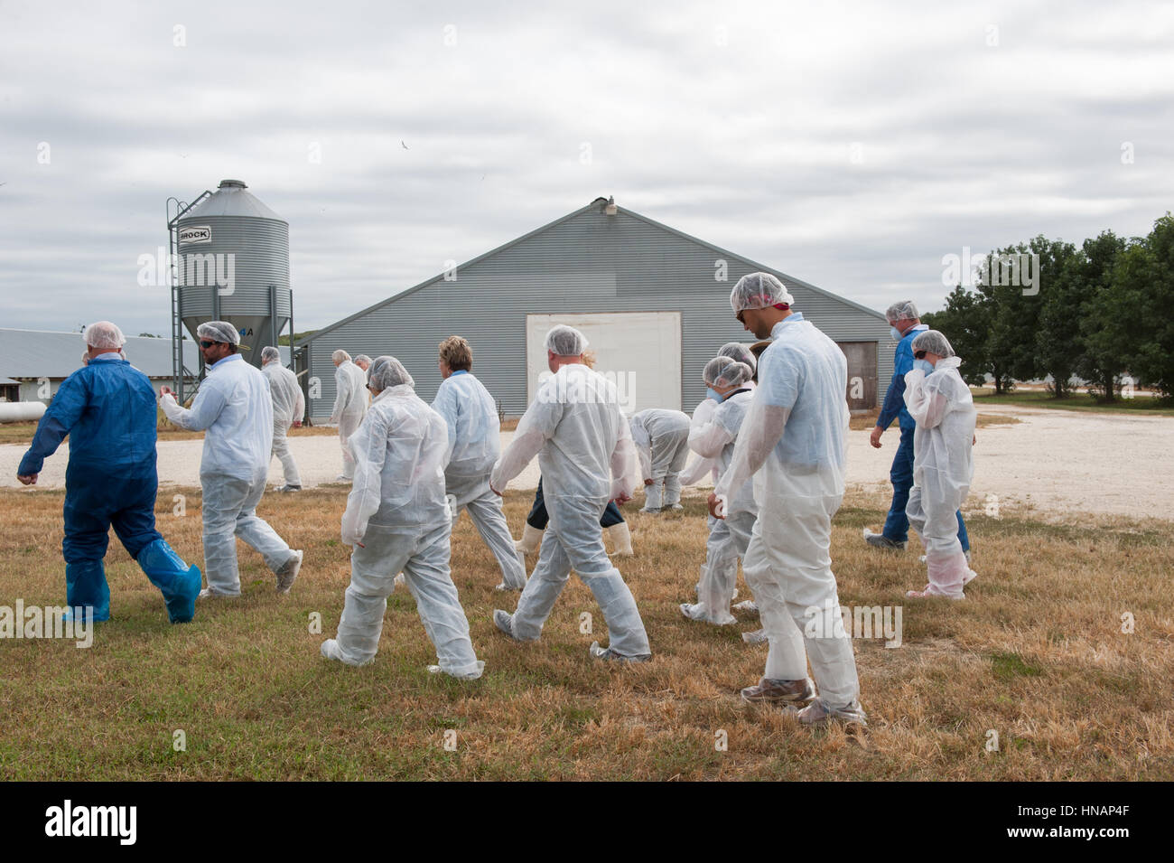 Workers walking on a chicken farm on Maryland's Eastern shore dress in ...