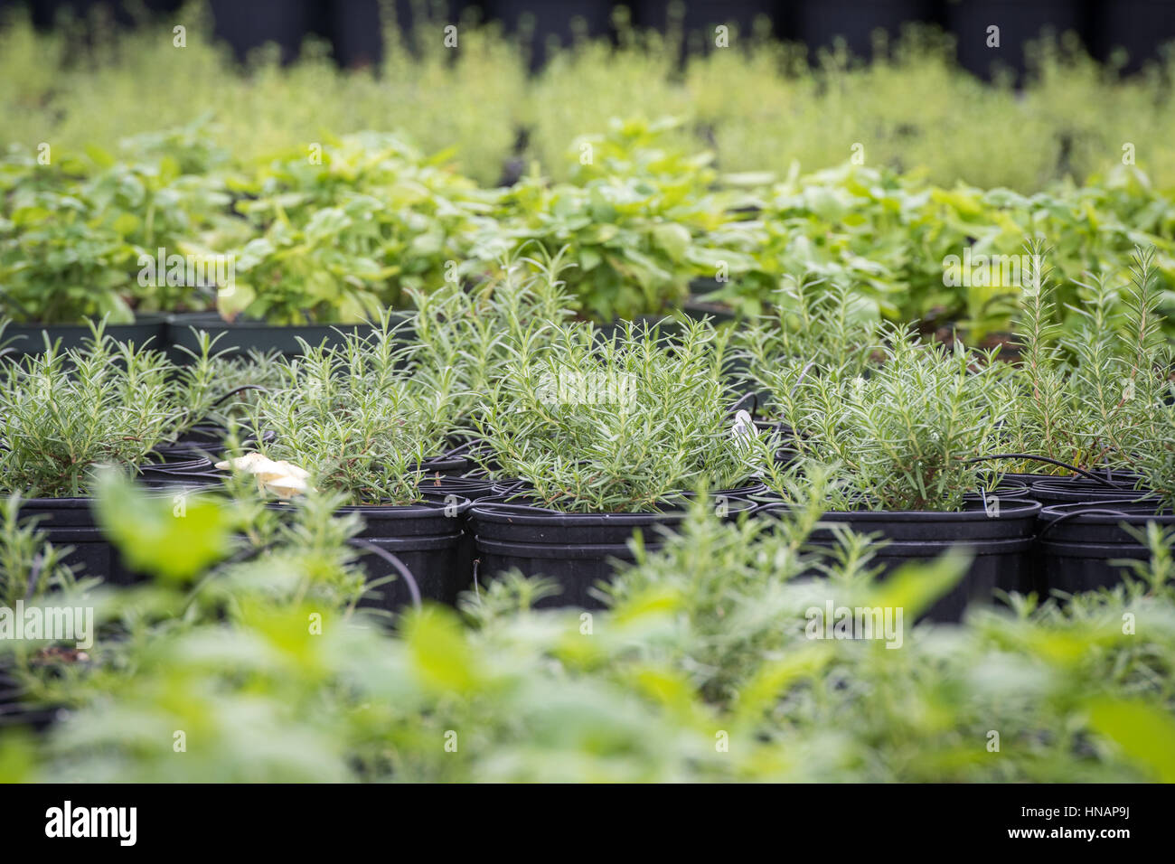 Greenhouse grown organic rosemary plants sit in rows at a greenhouse ...