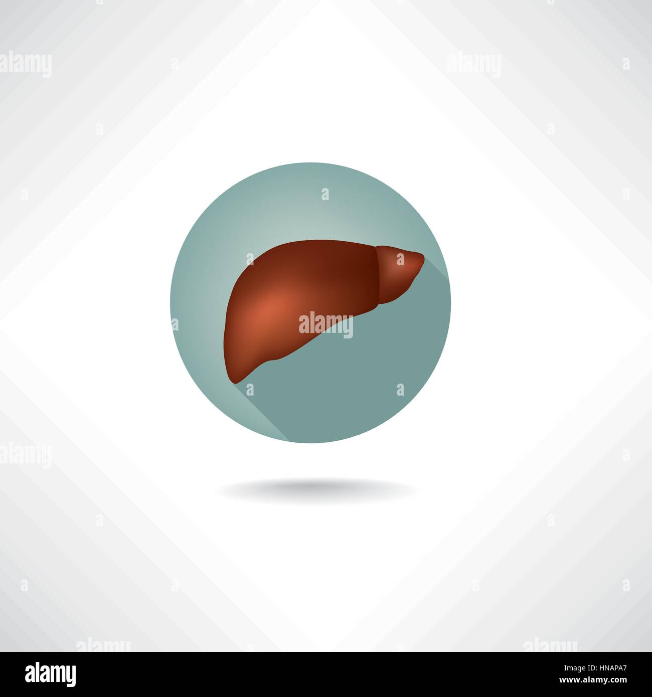 Liver study Stock Vector Images - Alamy