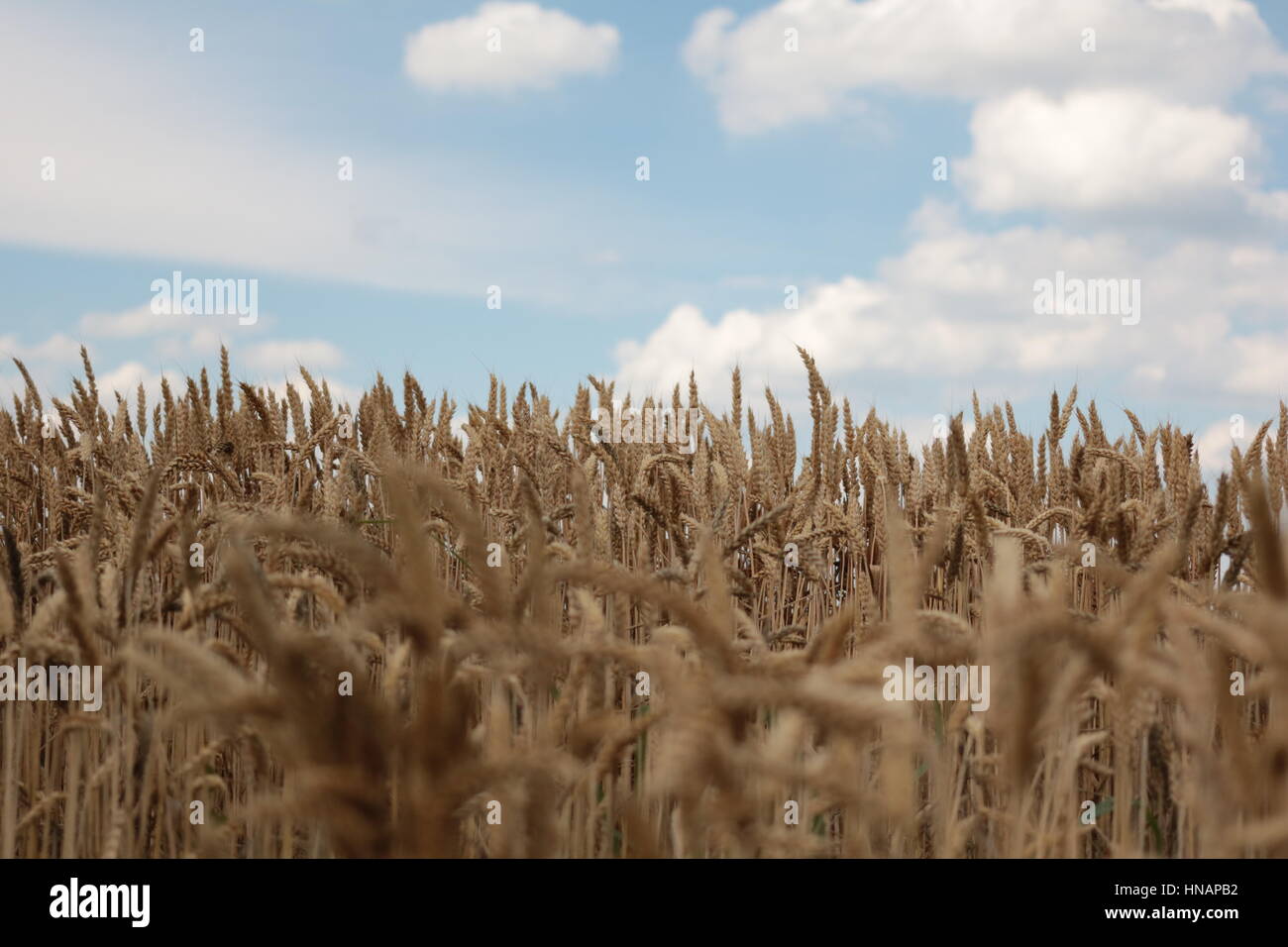 field of grain Stock Photo - Alamy