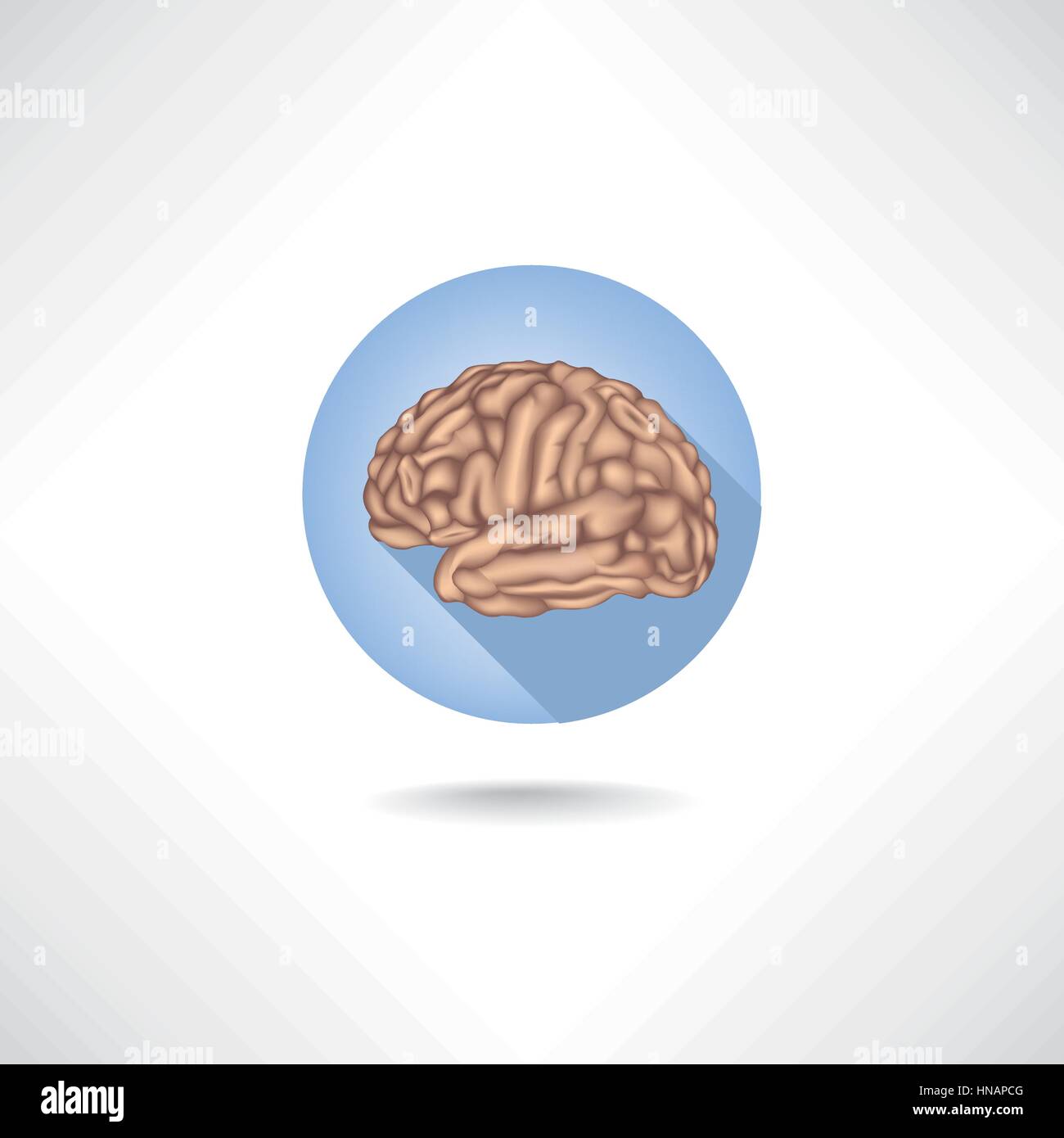 Brain anatomy vintage Stock Vector Images - Alamy