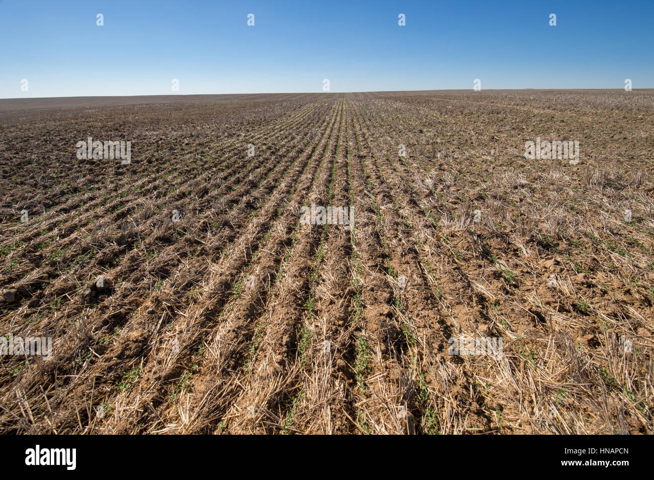 Direct seeded hi-res stock photography and images - Alamy