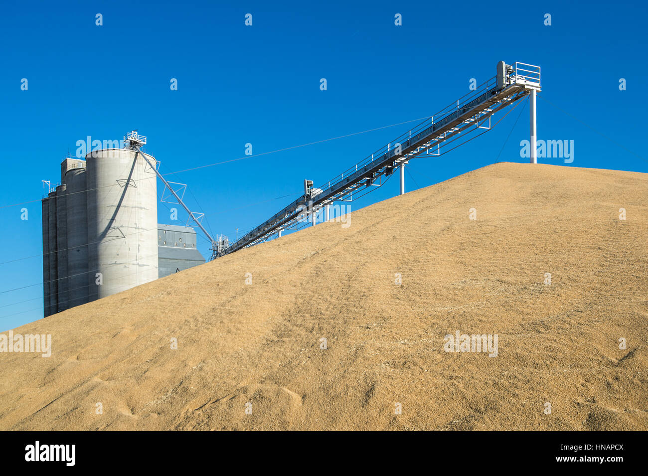 Stockpiled wheat at a grain elevator in Creston, Washingtion Stock ...