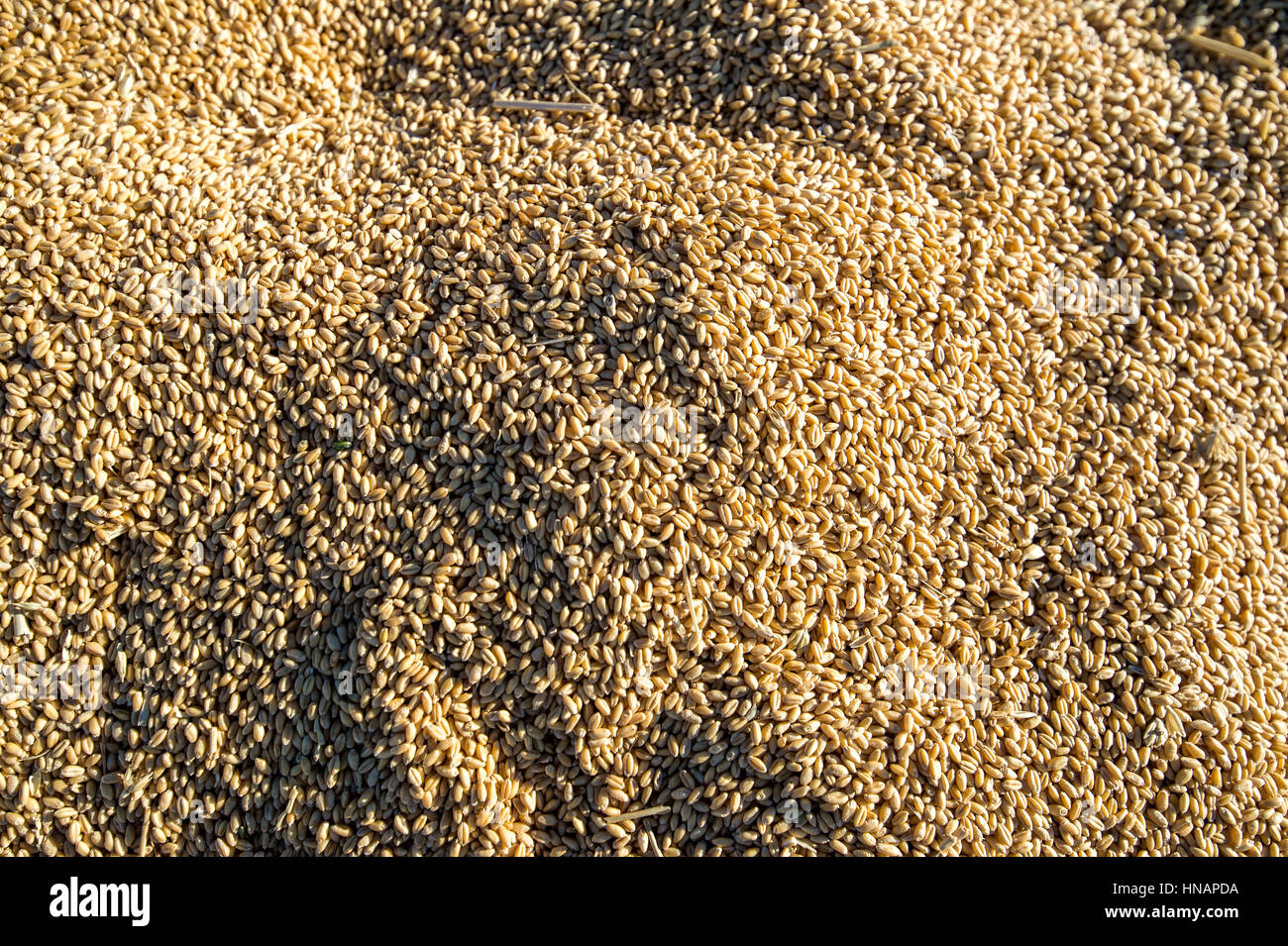 Stockpiled wheat at a grain elevator in Creston, Washingtion Stock ...