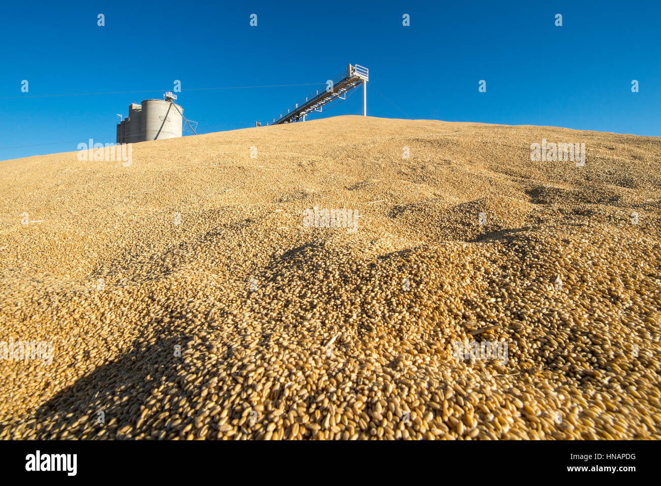 Stockpiled wheat at a grain elevator in Creston, Washingtion Stock ...