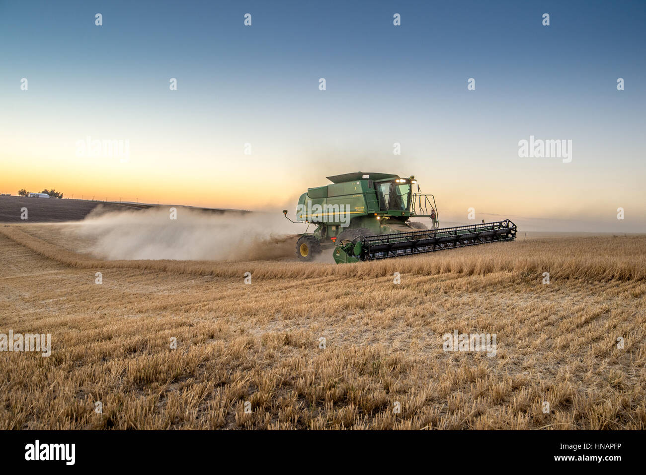 A combine harvester collecting and harvesting barley grains on a farm ...