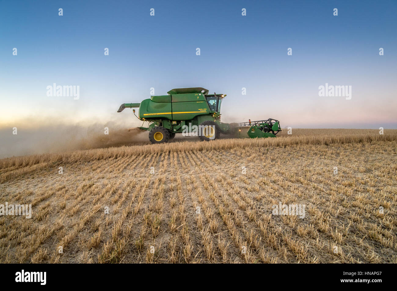 A combine harvester collecting and harvesting barley grains on a farm ...