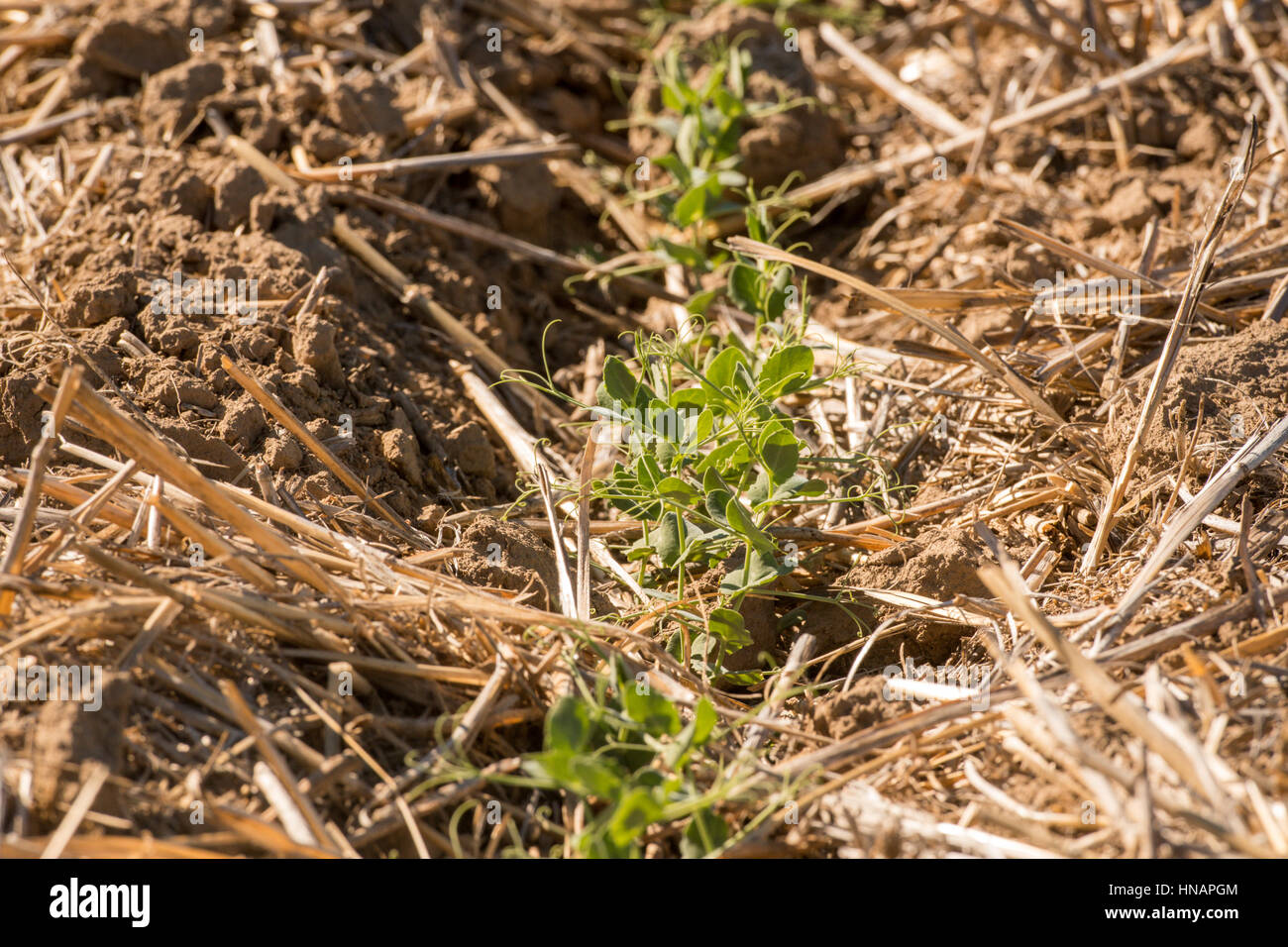 Crop covers hi-res stock photography and images - Alamy