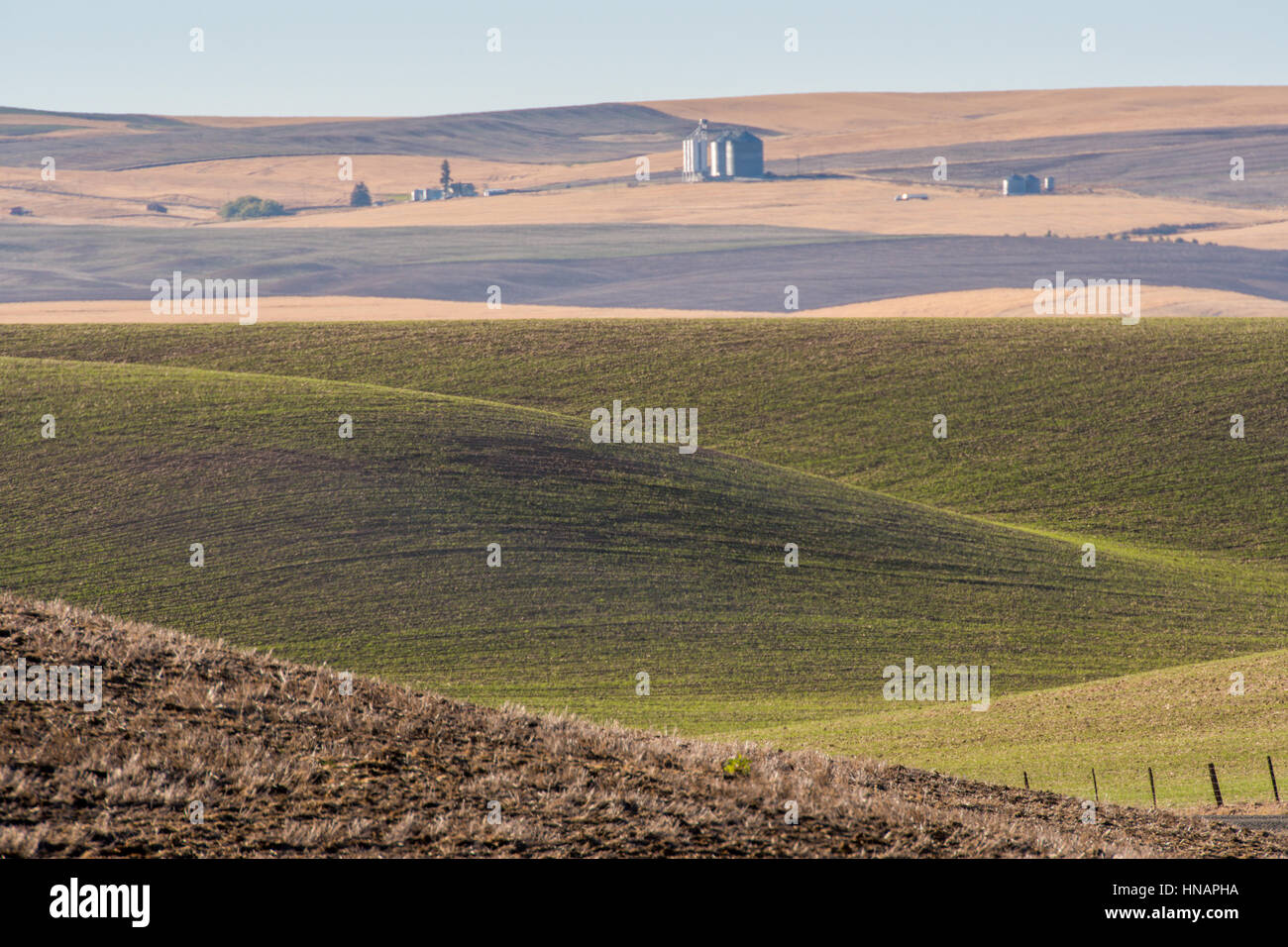 Fields of cover crop wheat on a farm in Palouse, WA Stock Photo - Alamy
