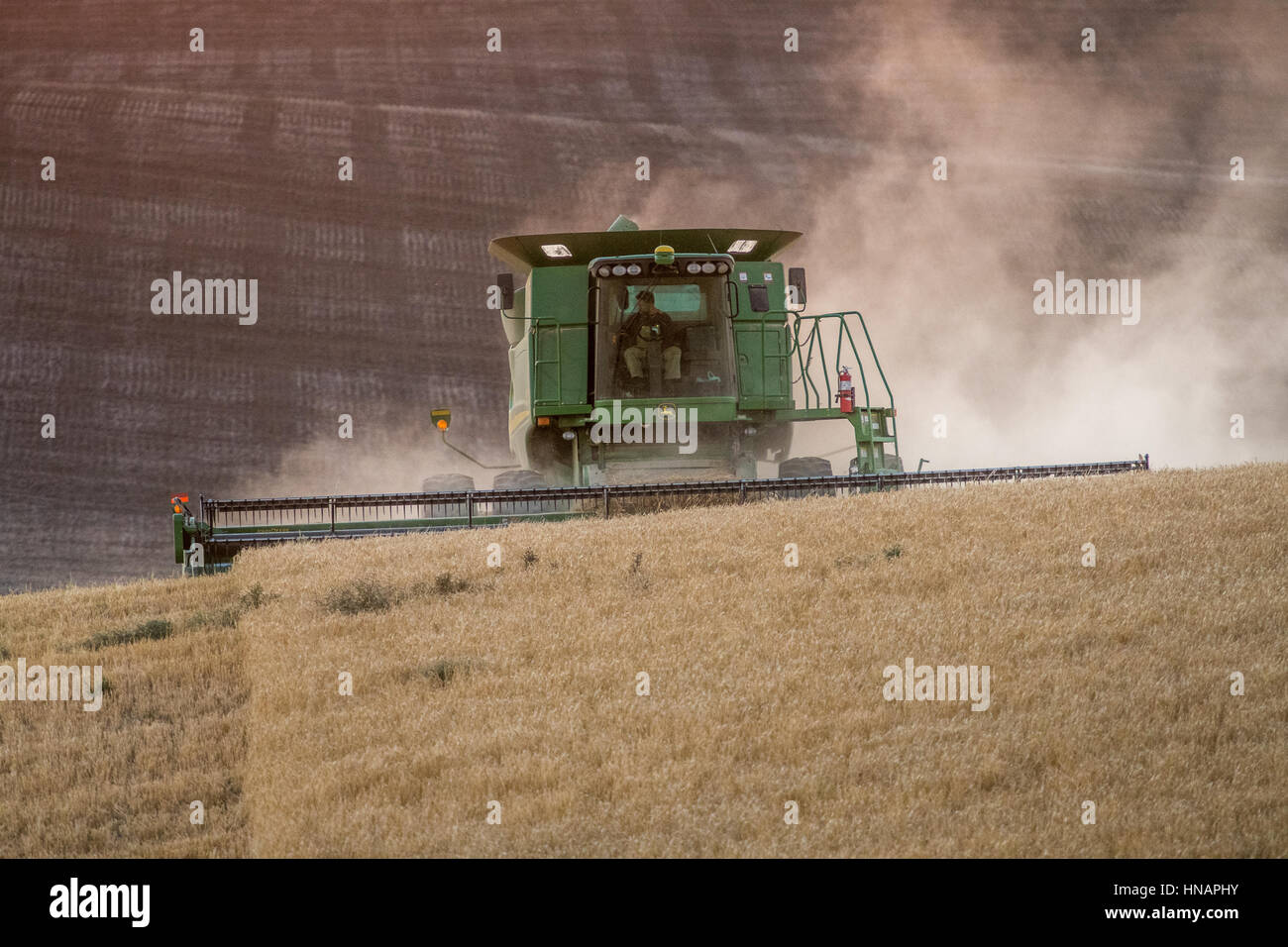 A combine harvester moves through a field of barley grains during a ...