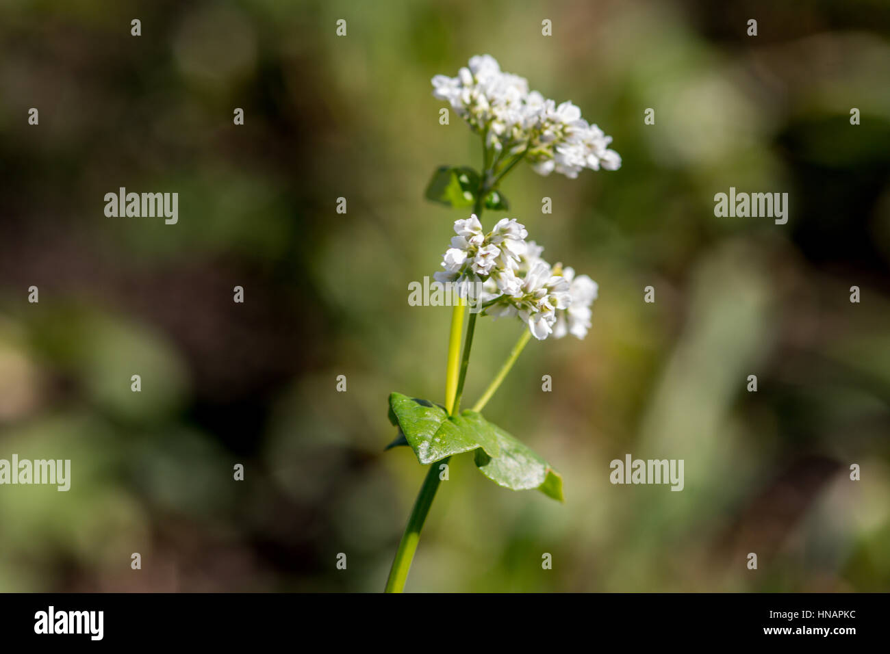A close up view of a buckwheat plant growing on an organic farm in ...