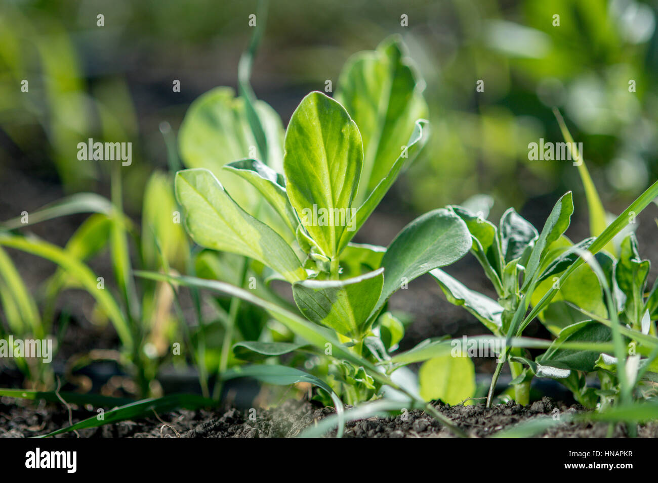 Faba bean plants and sorghum sudangrass grow on an organic farm in ...