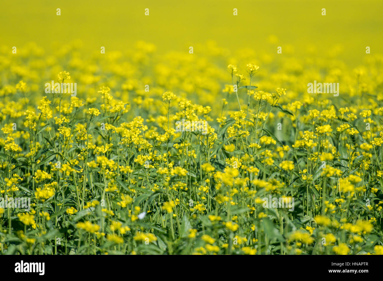 Irrigated mustard cover crop on potato fields near Othello WA Stock ...