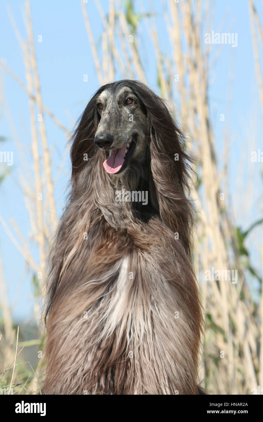 Ogar afgan hi-res stock photography and images - Alamy