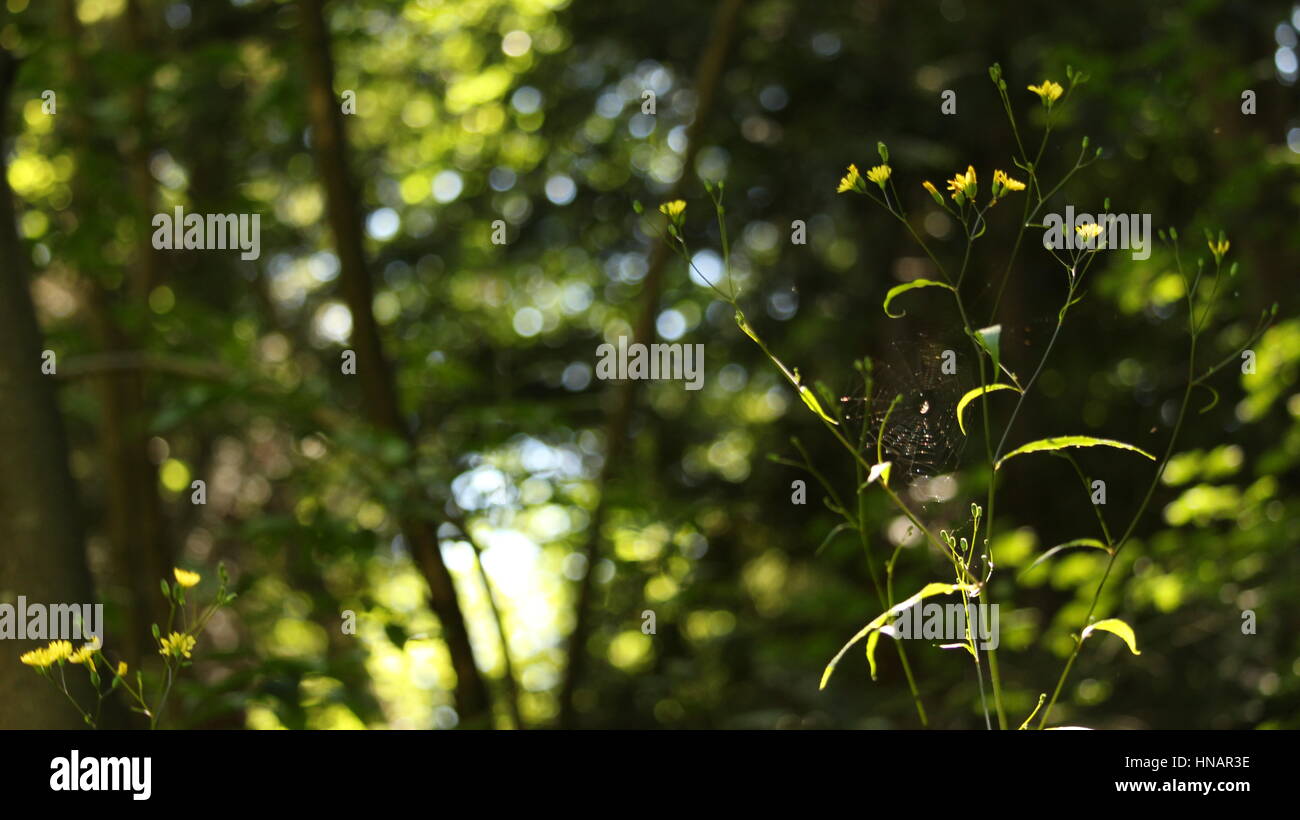 Spider in nature Stock Photo - Alamy
