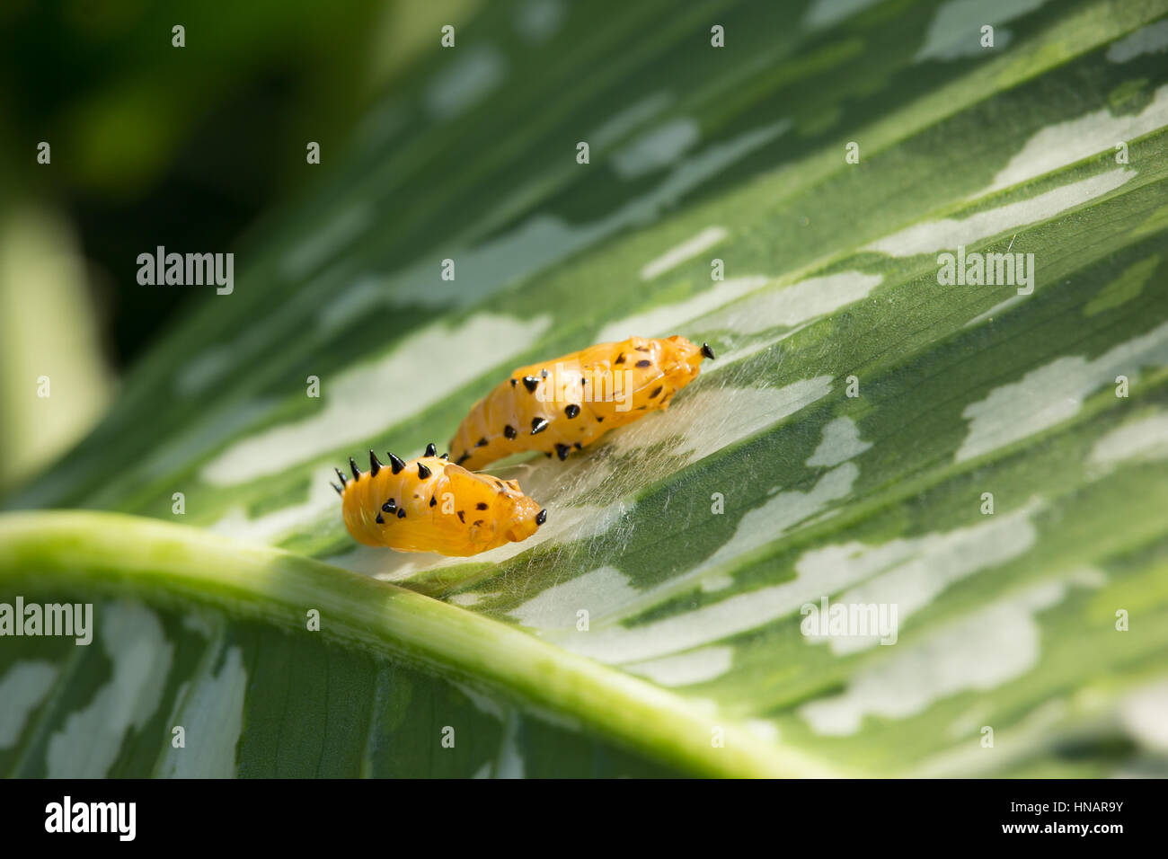 Close up Two pupa Animal on green leaf tree Stock Photo - Alamy