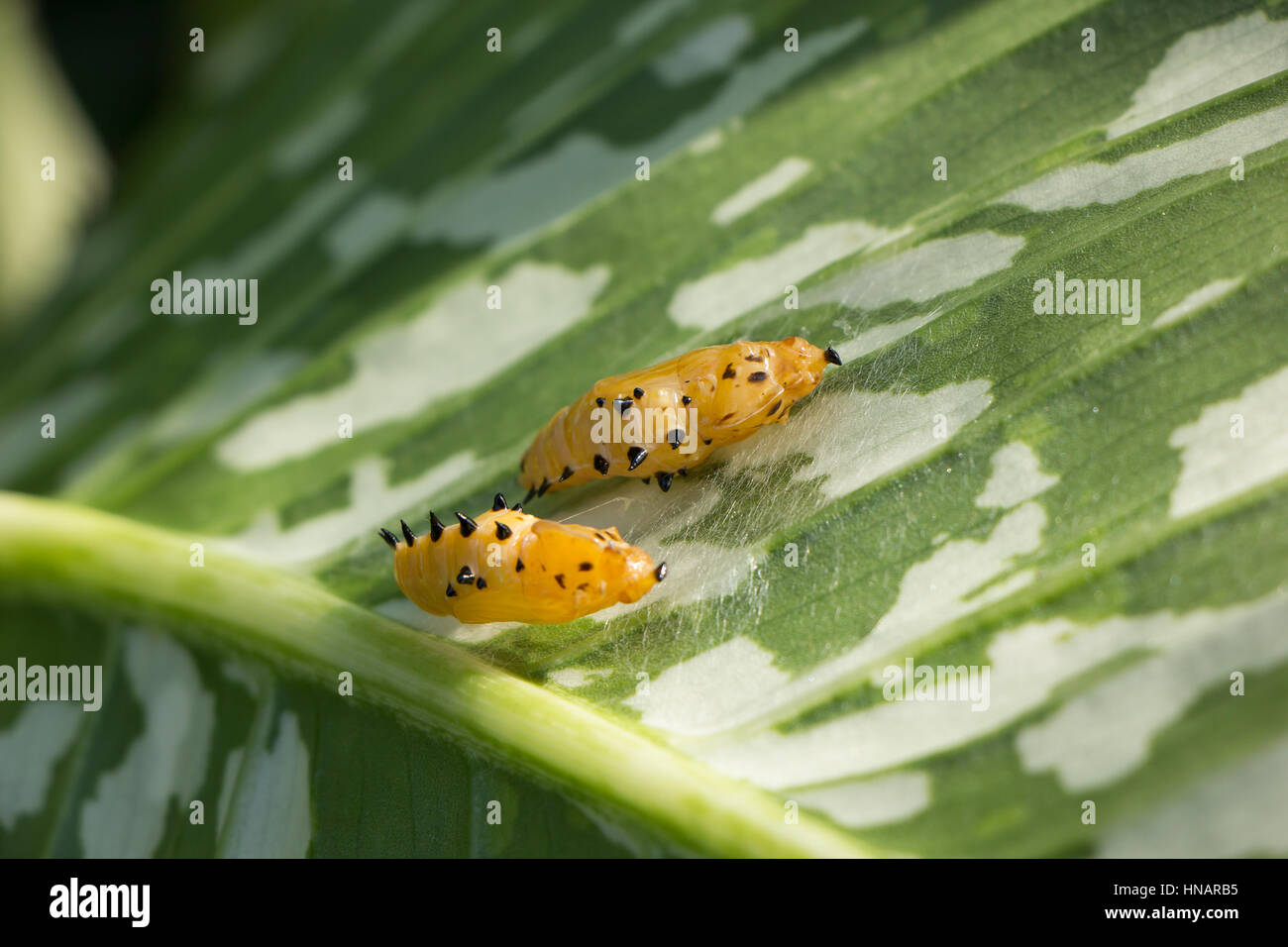 Close up Two pupa Animal on green leaf tree Stock Photo - Alamy