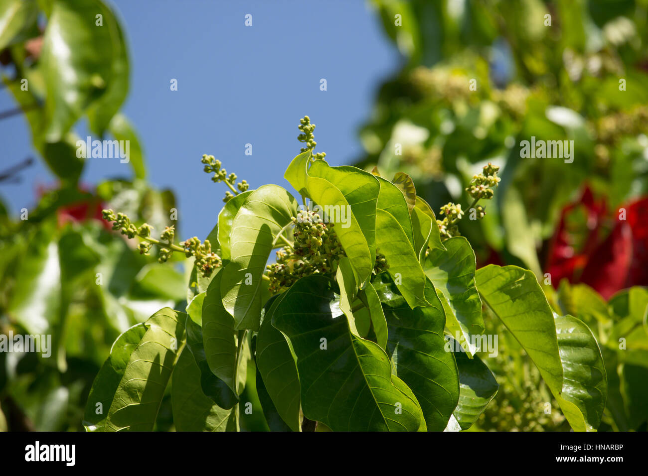 Close up flower of Santol Fruit Stock Photo - Alamy