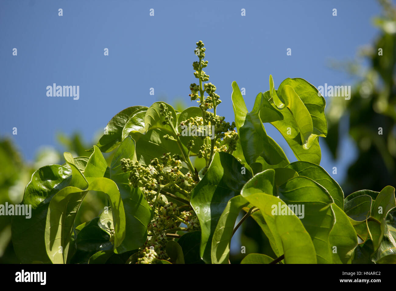 Close up flower of Santol Fruit Stock Photo - Alamy
