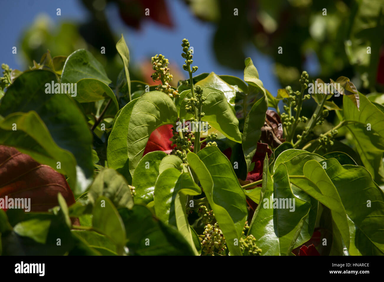 Santol tree hi-res stock photography and images - Alamy