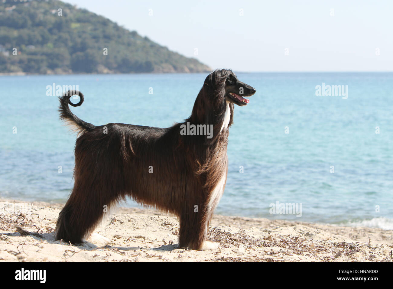 Ogar afgan hi-res stock photography and images - Alamy