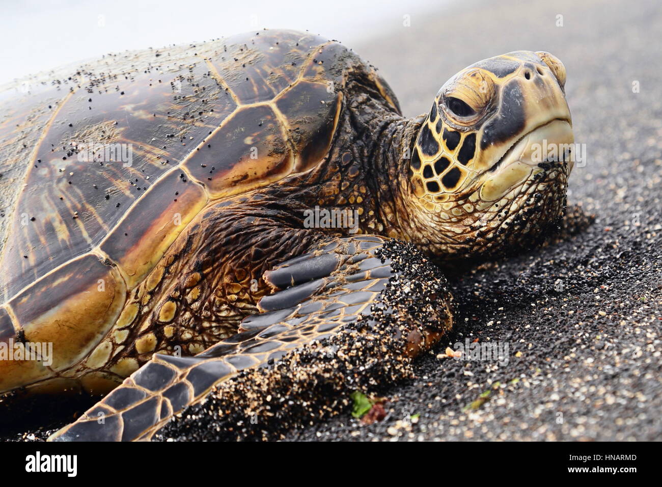 Green sea turtle hawaii hi-res stock photography and images - Alamy