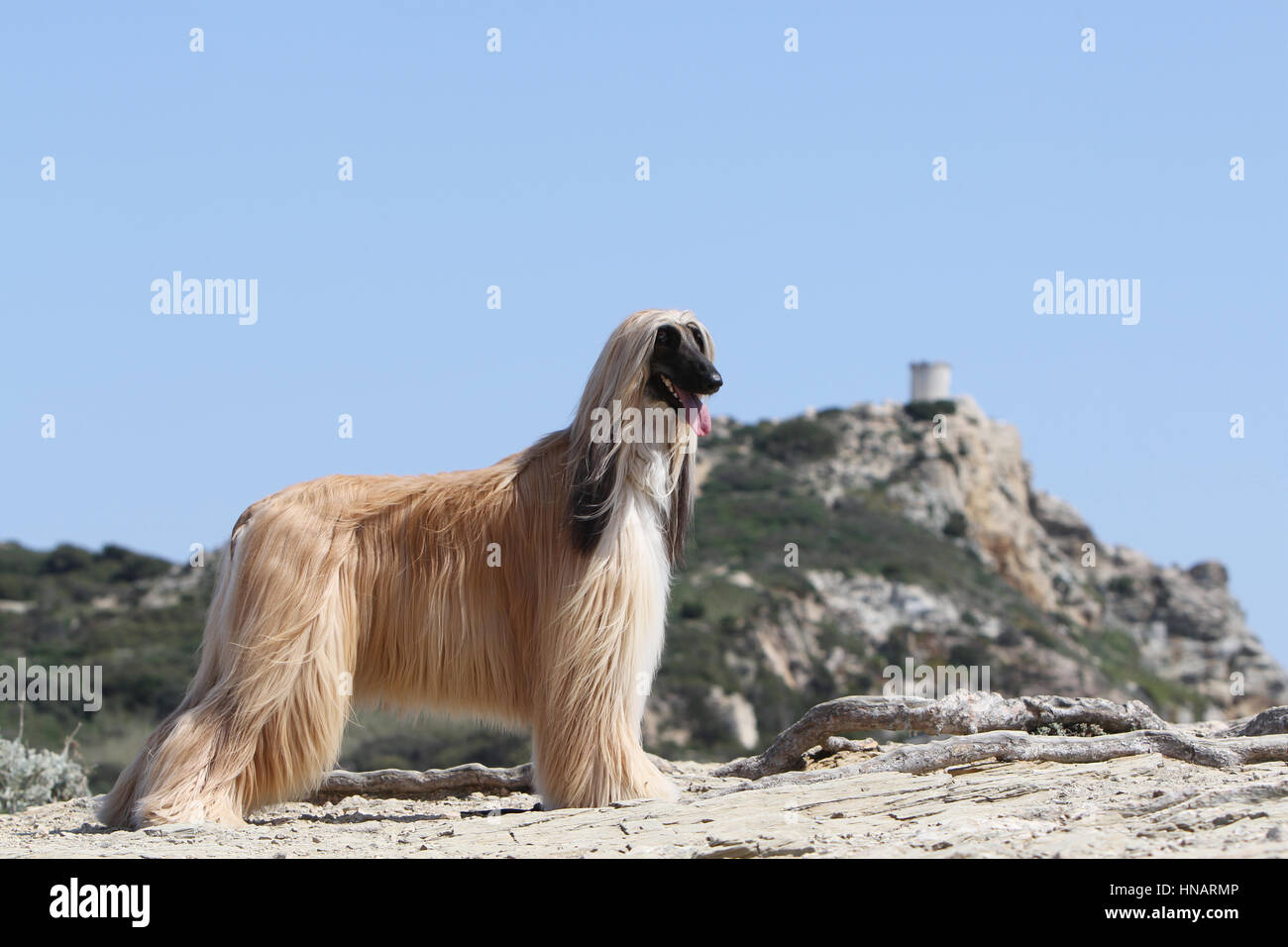 What Does A Kuchi Dog Look Like