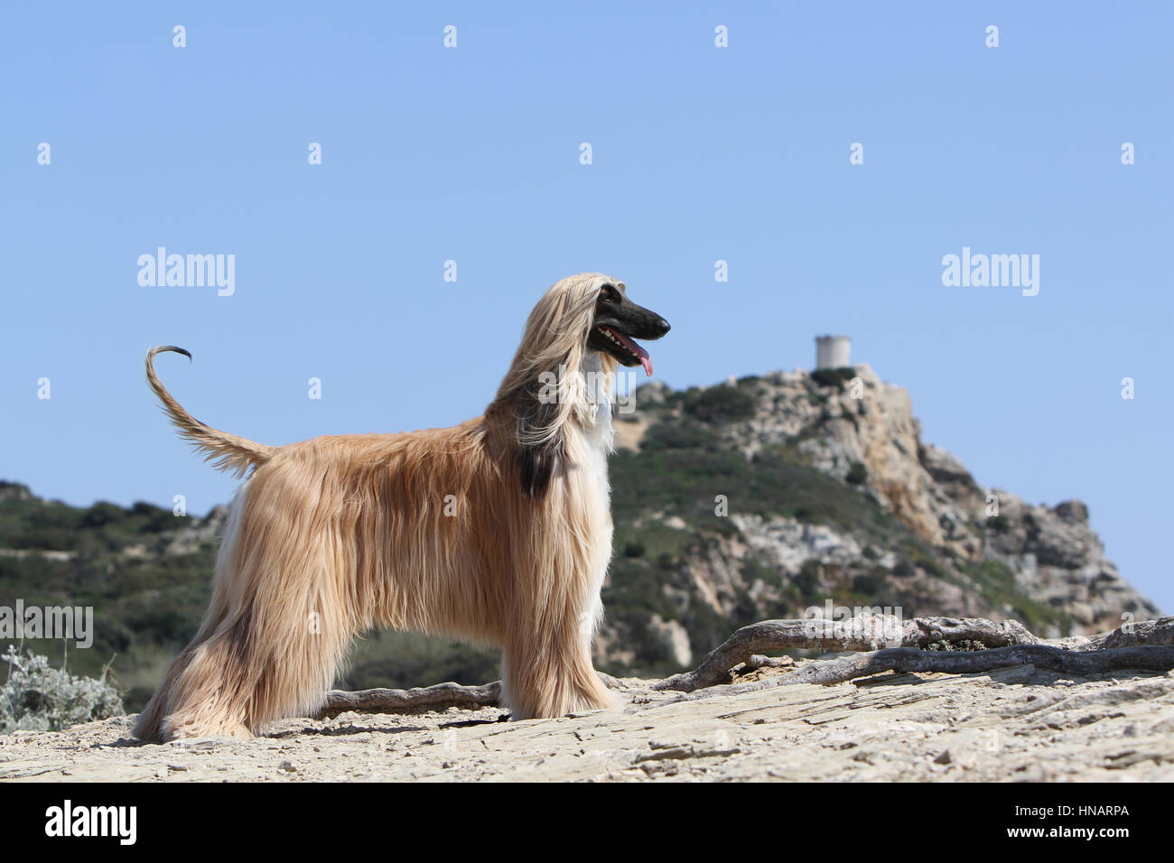 Levrier dog hi-res stock photography and images - Alamy