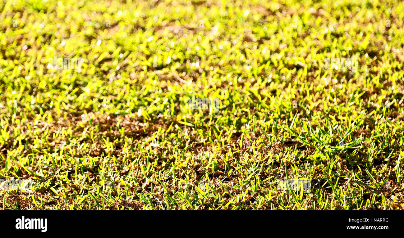 blur in south africa abstract grass like background texture Stock Photo ...