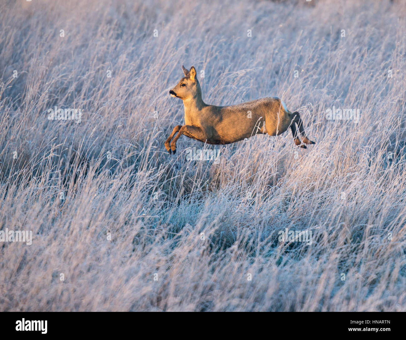 Female roe deer uk running hi-res stock photography and images - Alamy