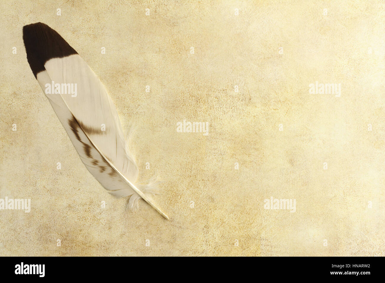 Feather on an old paper background Stock Photo - Alamy